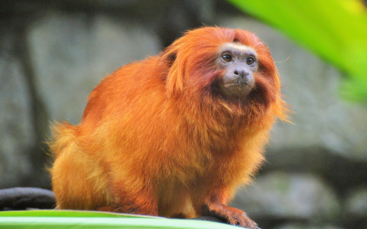 Curiosidades Sobre o Macaco Mico-Leão-Dourado - Meus Amigos Peludos