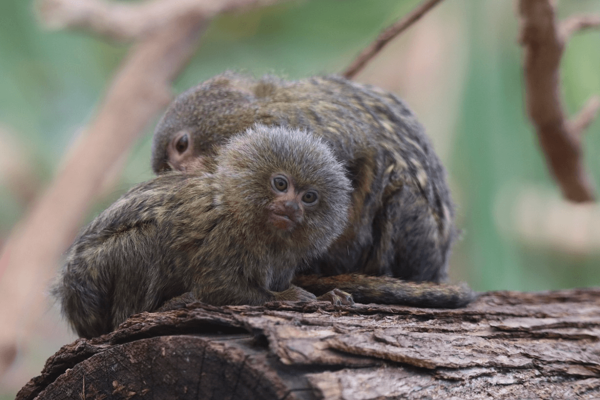 Sagui Pigmeu Preço Quanto Custa Ter Esse Pequeno como Pet? - Meus ...