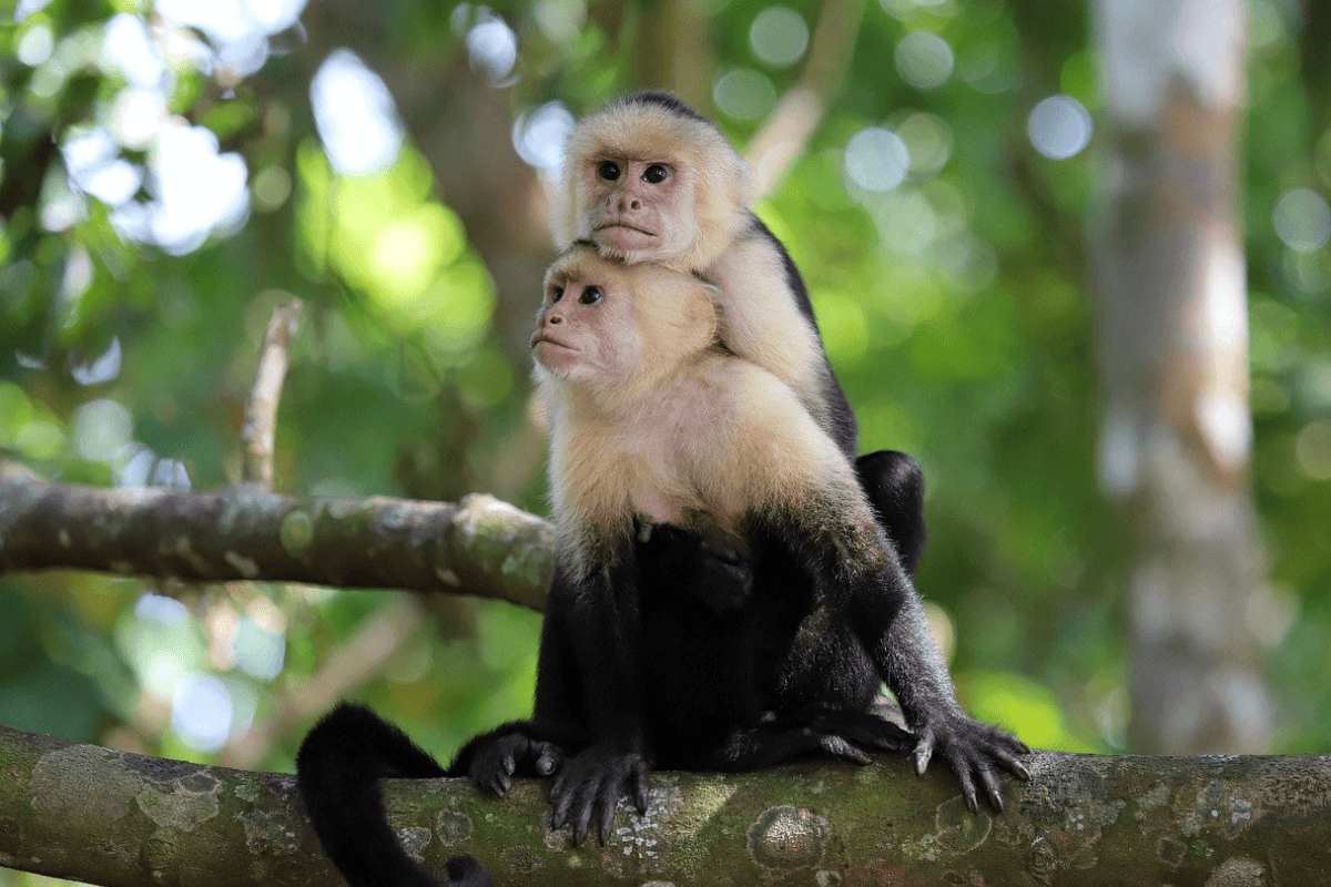 Macaco Legalizado: O Que Saber Para Ter um como Pet - Meus Amigos Peludos