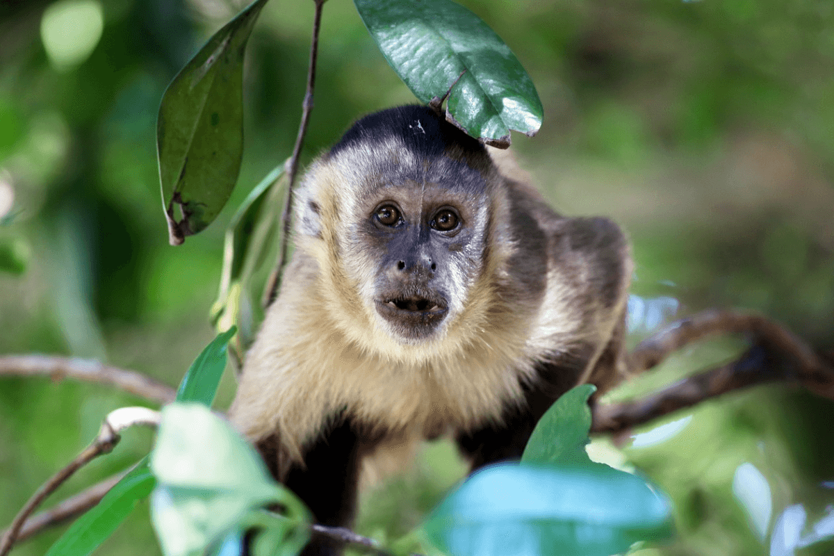 Venda de Macaco-Prego Legalizado: O Que Você Precisa Saber - Meus ...